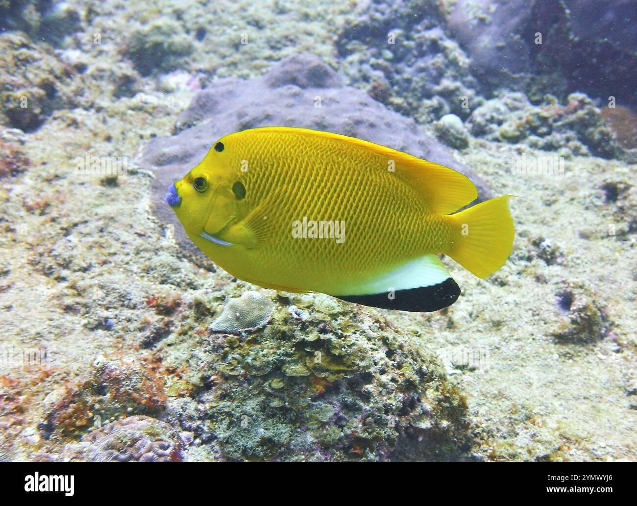 Angelfish, Deep Sea Exploration 2025. Pterophyllum is a small genus of ...