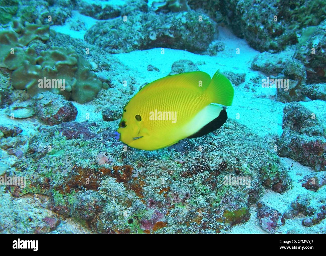 Angelfish, Deep Sea Exploration 2025. Pterophyllum is a small genus of ...