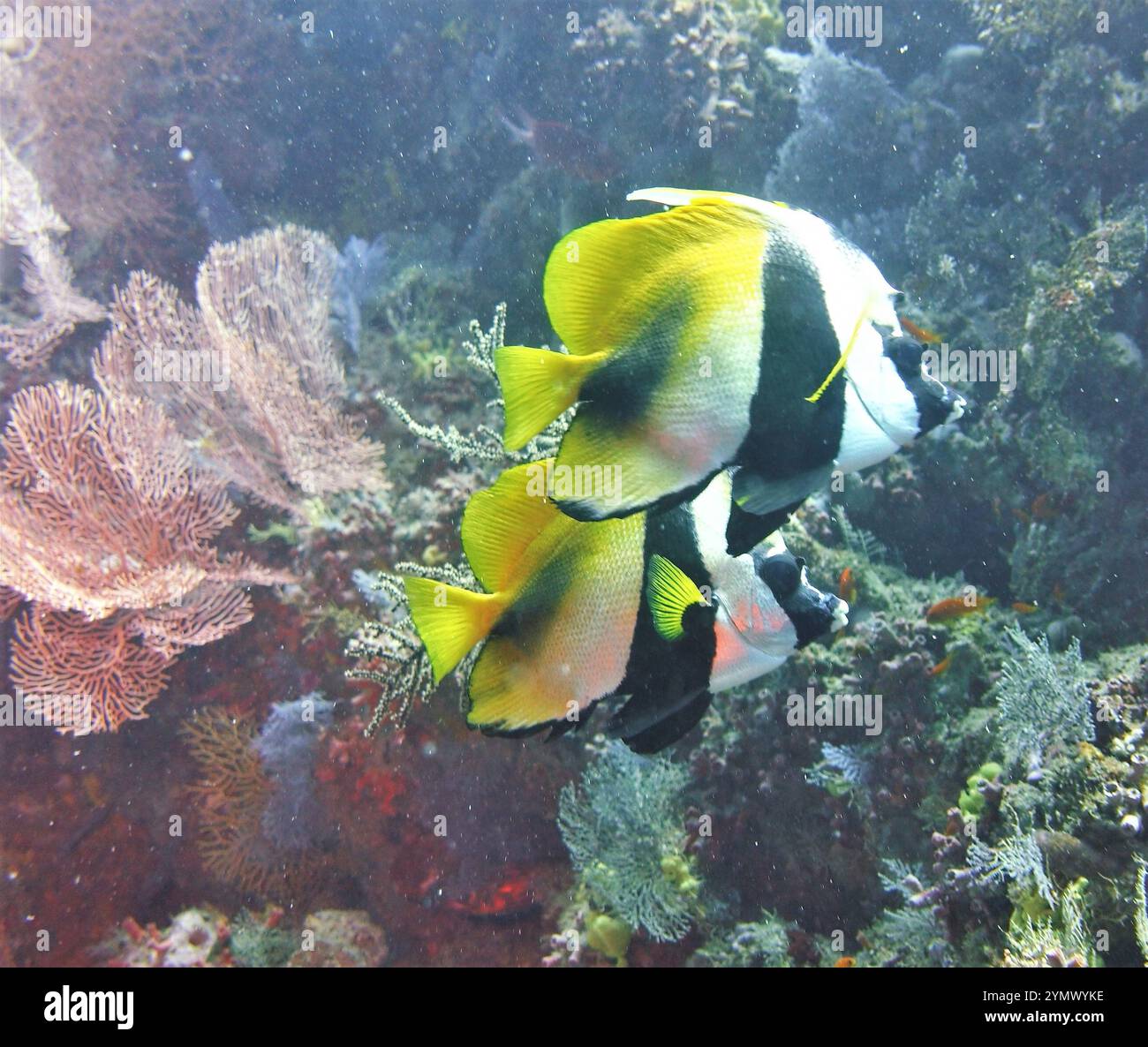 Butterflyfish, Deep Sea Exploration 2025. The butterflyfish are a group ...