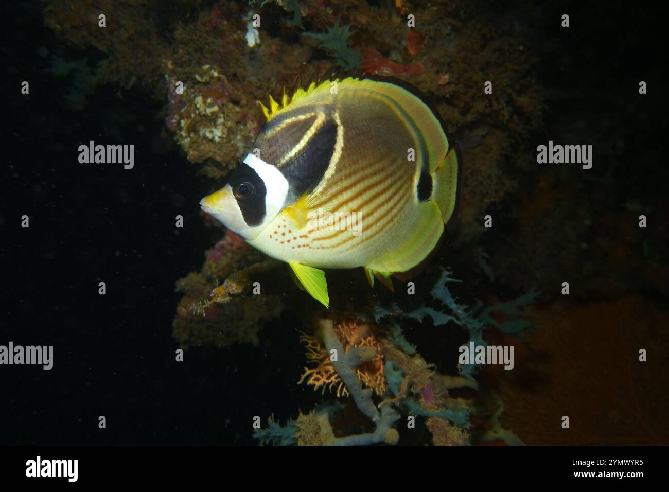 Butterflyfish, Deep Sea Exploration 2025. The butterflyfish are a group ...