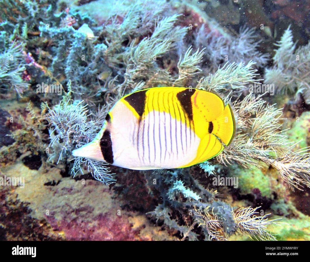 Butterflyfish, Deep Sea Exploration 2025. The butterflyfish are a group ...