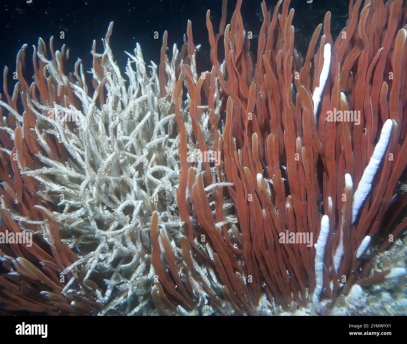 Giant Tube Worm, Riftia pachyptila in Deep Sea Hydrothermal Vents Mid ...