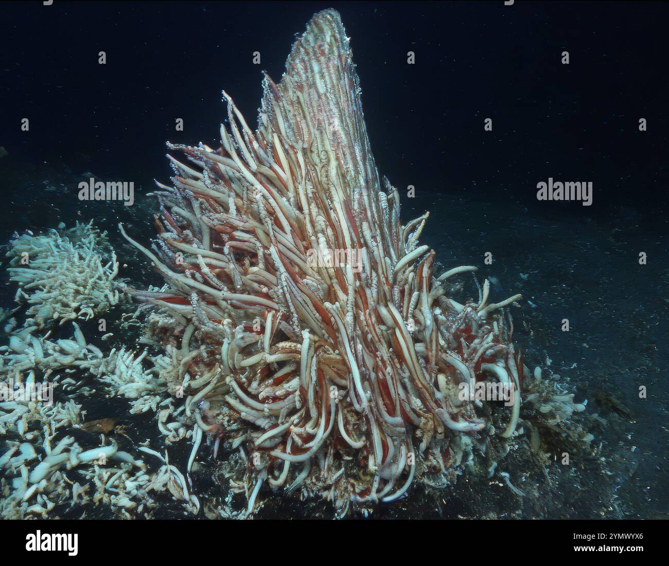 Giant Tube Worms Riftia pachyptila Siboglinidae in Hydrothermal vent ...
