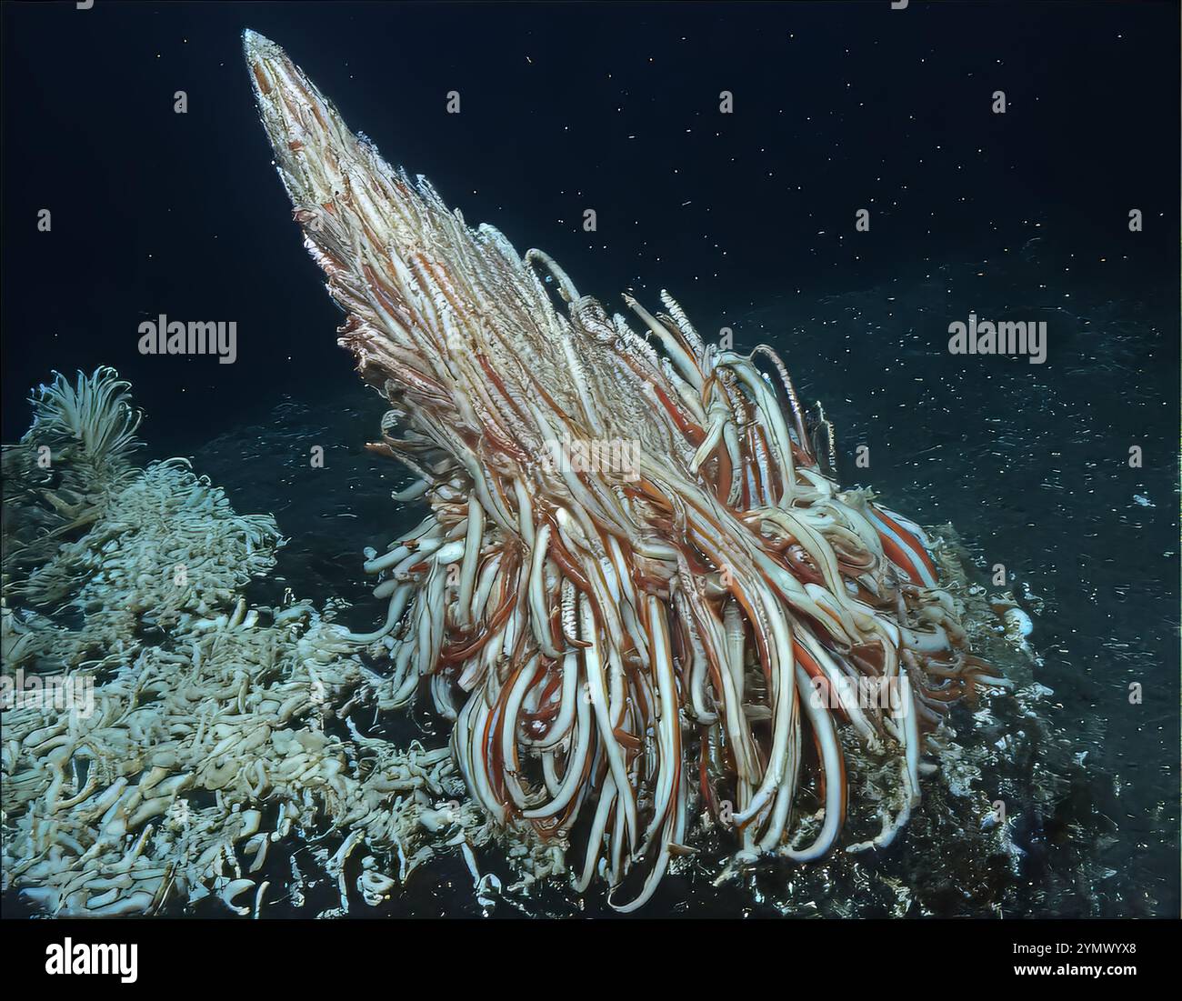 Giant Tube Worms Riftia pachyptila Siboglinidae in Hydrothermal vent ...