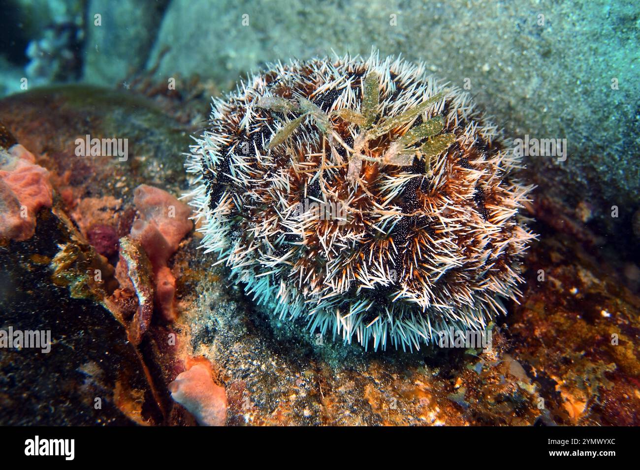 Echinoderms, Deep Sea Exploration 2025.An echinoderm is any animal of ...
