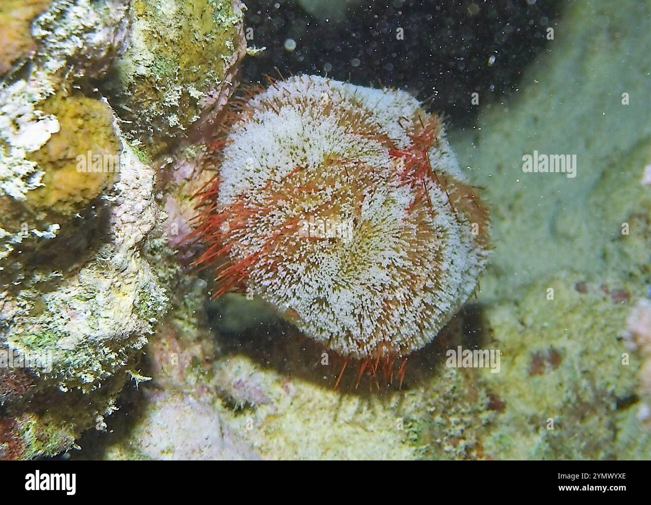 Echinoderms, Deep Sea Exploration 2025.An echinoderm is any animal of ...