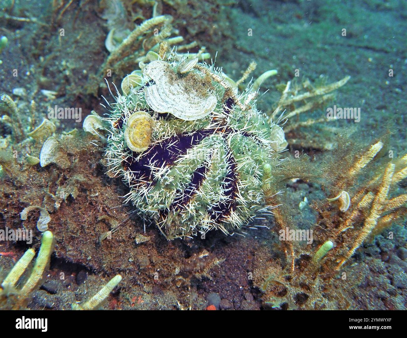 Echinoderms, Deep Sea Exploration 2025.An echinoderm is any animal of ...