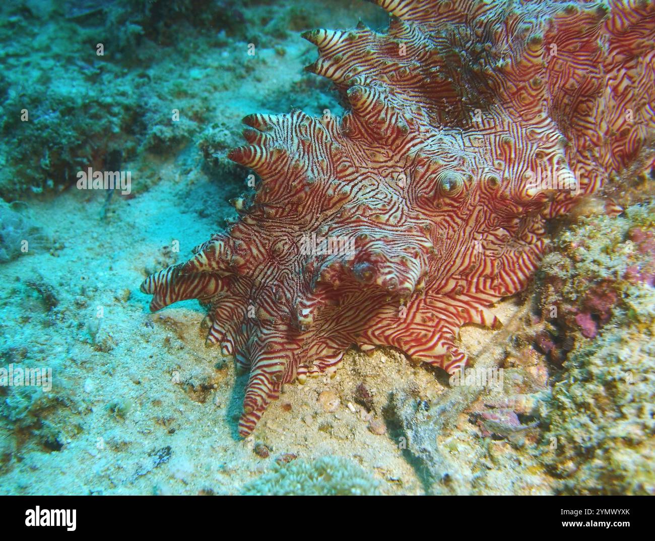 Echinoderms, Deep Sea Exploration 2025.An echinoderm is any animal of ...