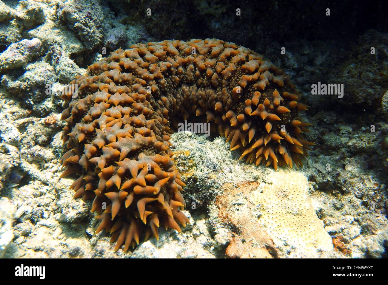 Echinoderms, Deep Sea Exploration 2025.An echinoderm is any animal of ...