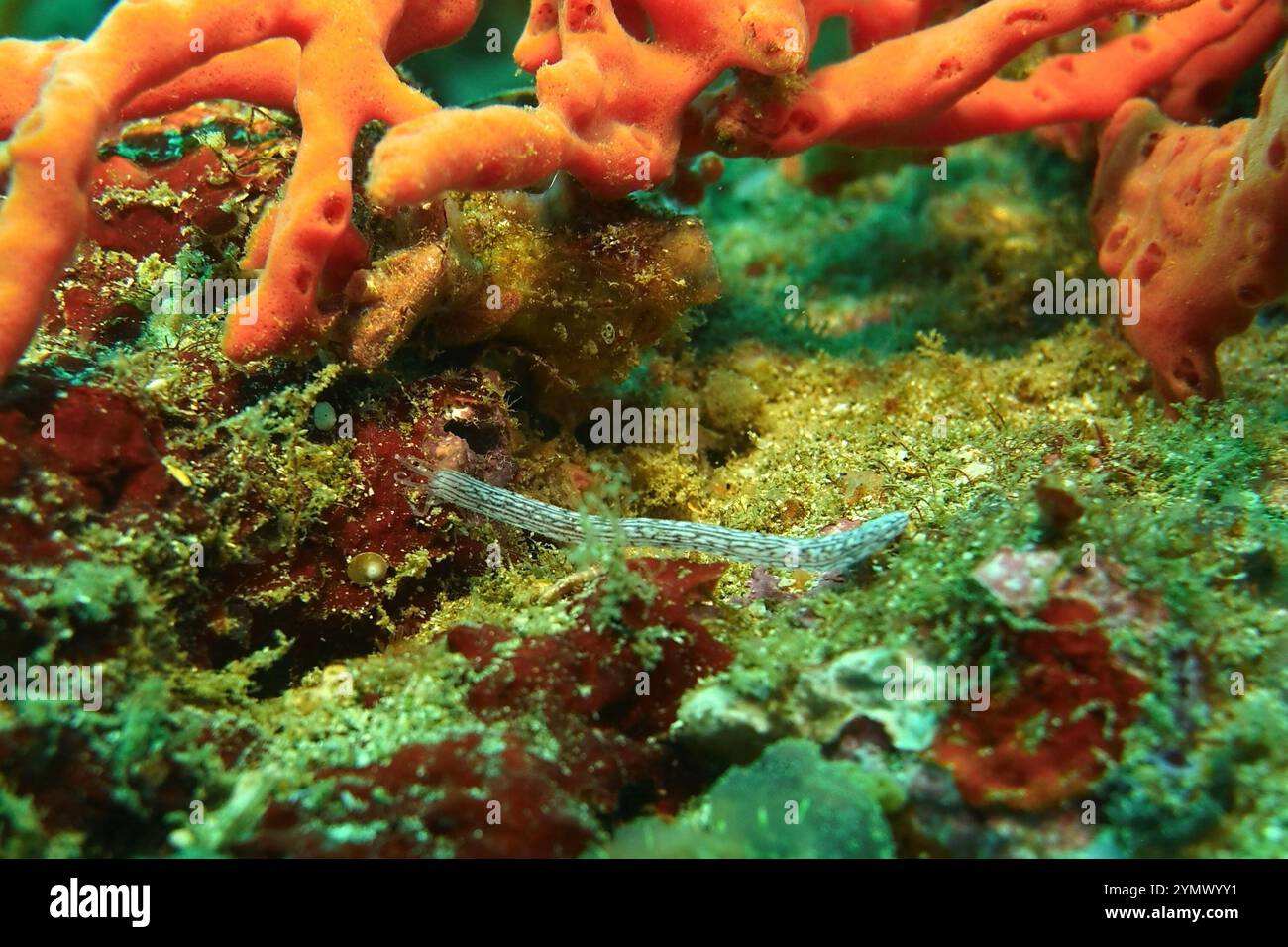 Echinoderms, Deep Sea Exploration 2025.An echinoderm is any animal of ...