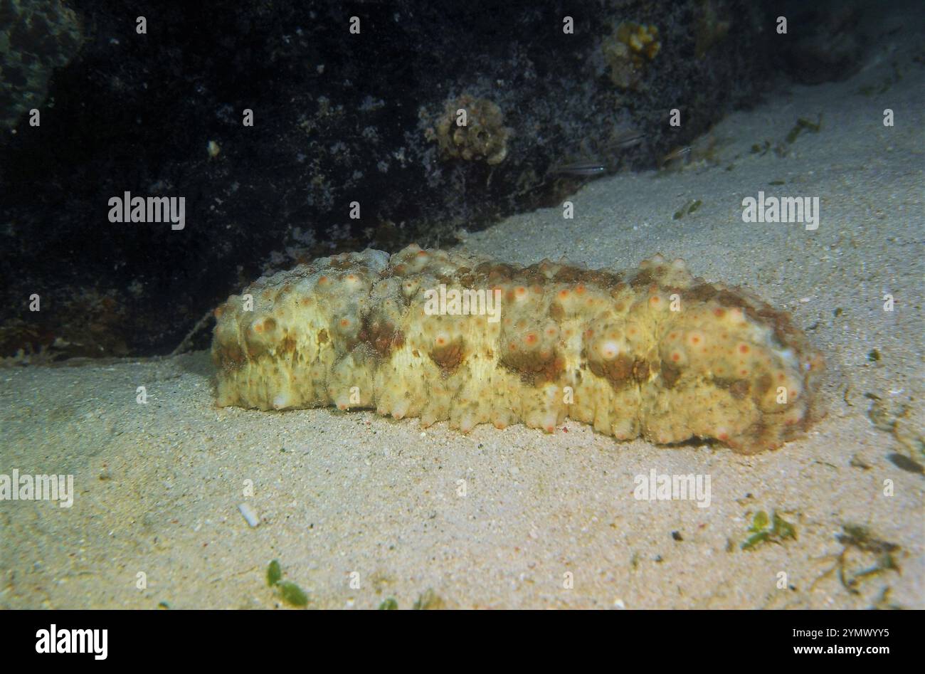 Echinoderms, Deep Sea Exploration 2025.An echinoderm is any animal of ...