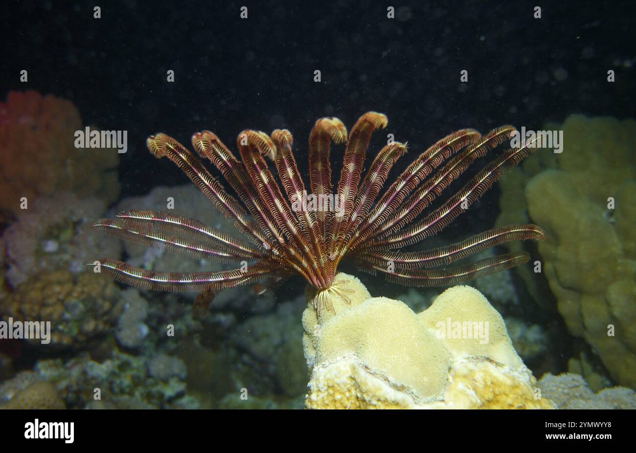 Echinoderms, Deep Sea Exploration 2025.An echinoderm is any animal of ...