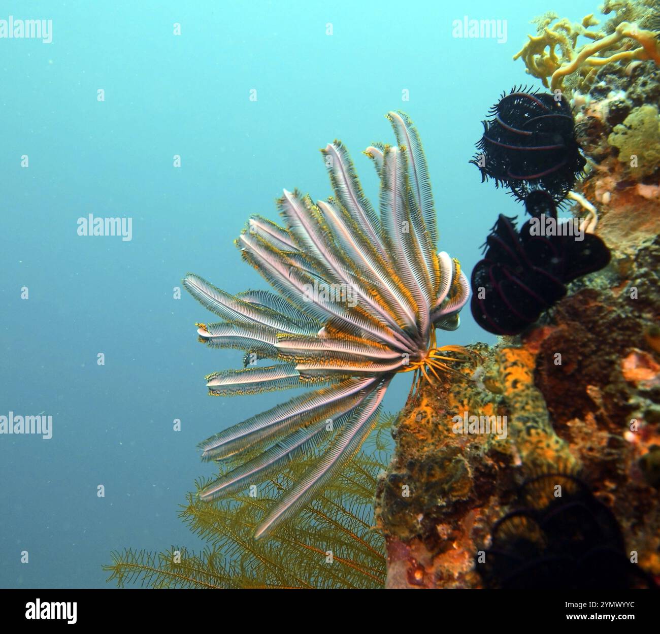 Echinoderms, Deep Sea Exploration 2025.An echinoderm is any animal of ...