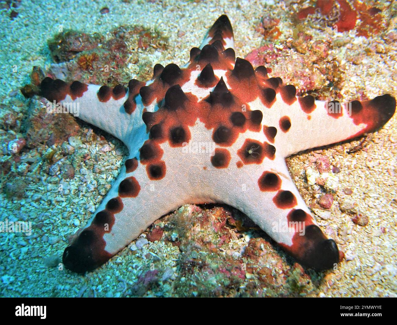 Echinoderms, Deep Sea Exploration 2025.An echinoderm is any animal of ...