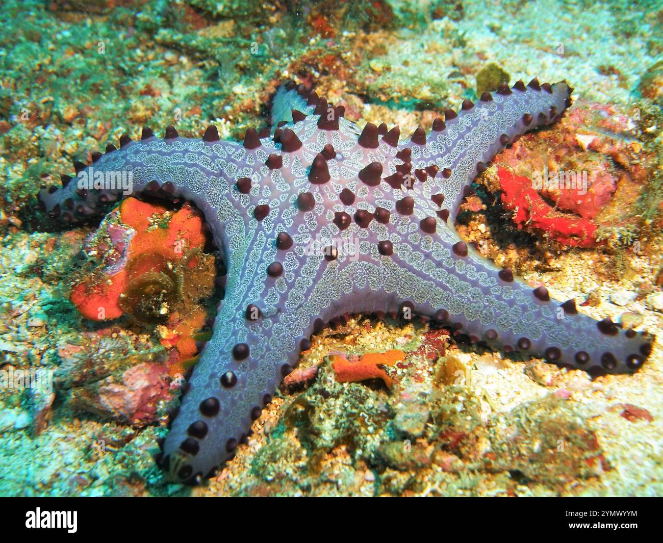 Echinoderms, Deep Sea Exploration 2025.An echinoderm is any animal of ...