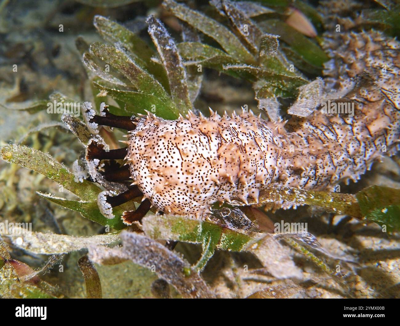 Echinoderms, Deep Sea Exploration 2025.An echinoderm is any animal of ...