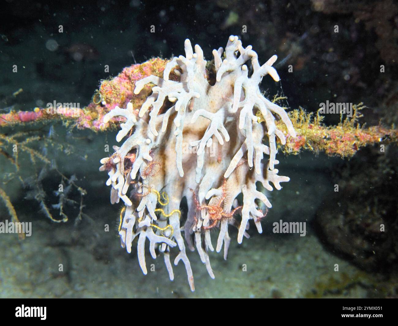 Echinoderms, Deep Sea Exploration 2025.An echinoderm is any animal of ...