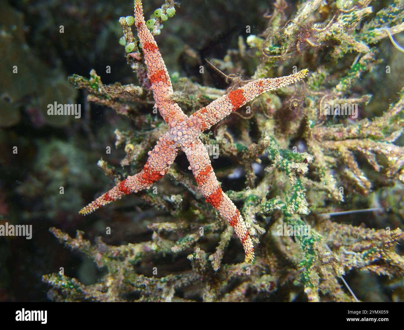 Echinoderms, Deep Sea Exploration 2025.An echinoderm is any animal of ...