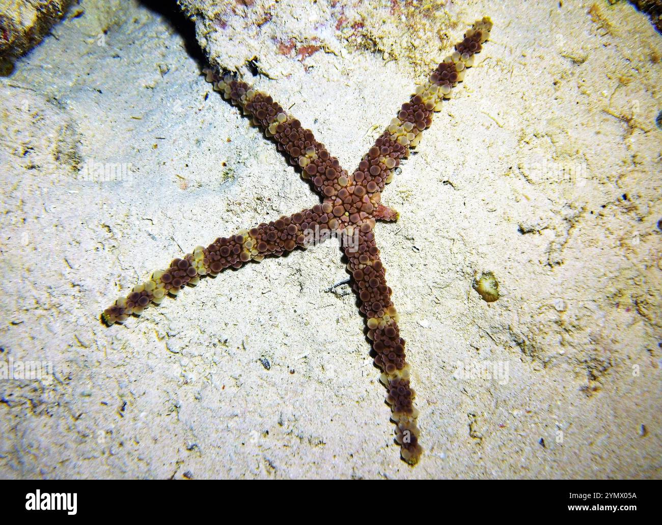 Echinoderms, Deep Sea Exploration 2025.An echinoderm is any animal of ...