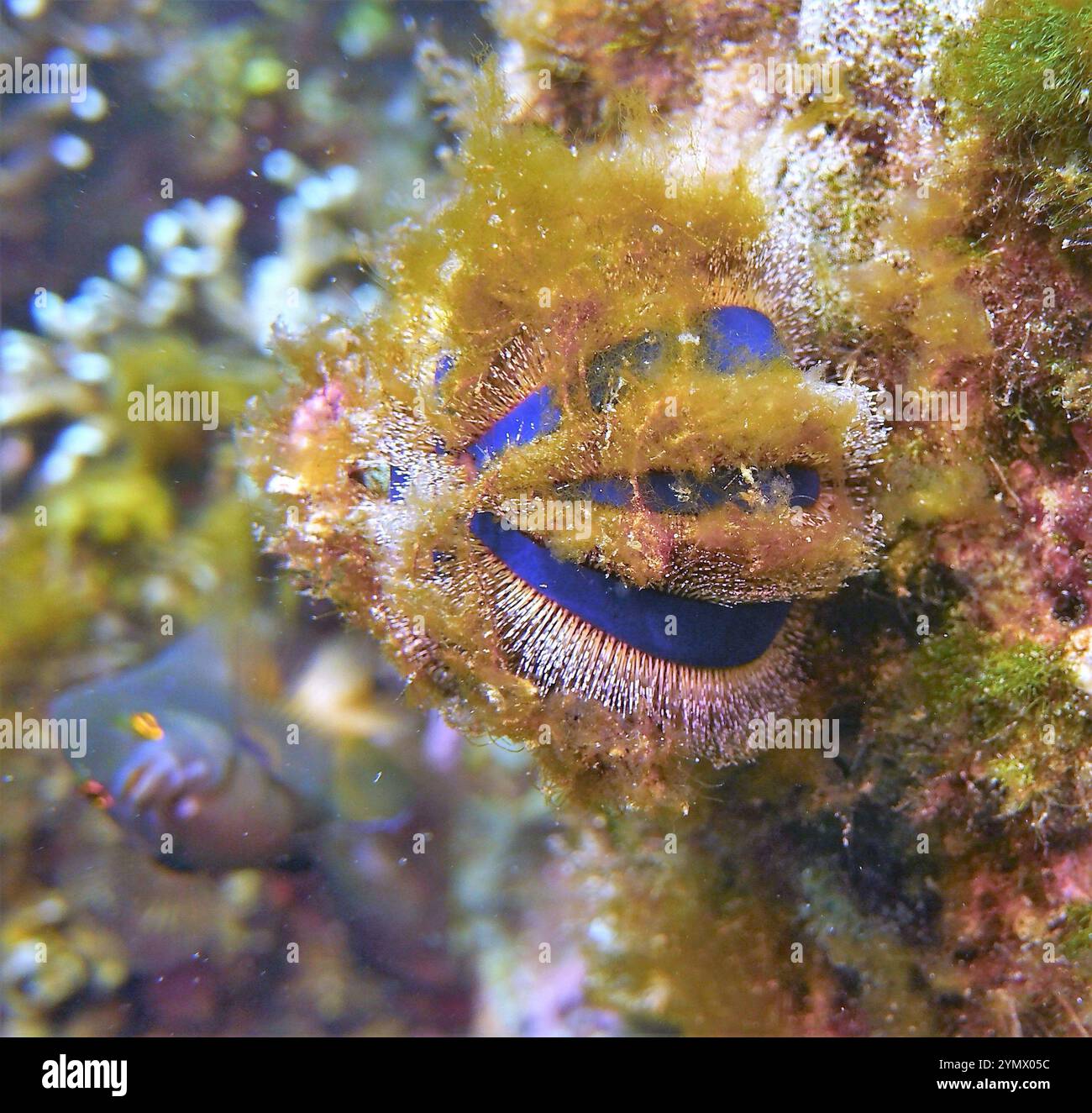 Echinoderms, Deep Sea Exploration 2025.An echinoderm is any animal of ...