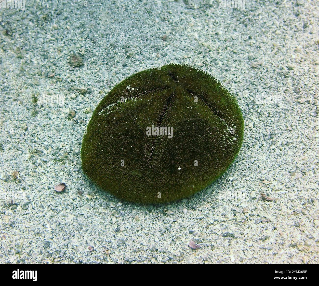 Echinoderms, Deep Sea Exploration 2025.An echinoderm is any animal of ...