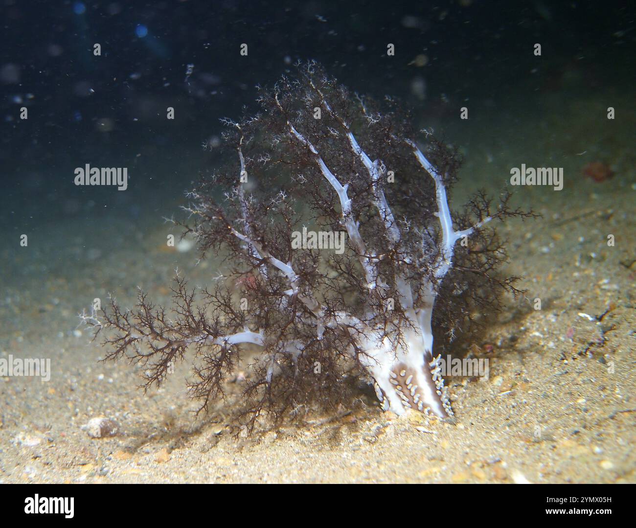 Echinoderms, Deep Sea Exploration 2025.An echinoderm is any animal of ...