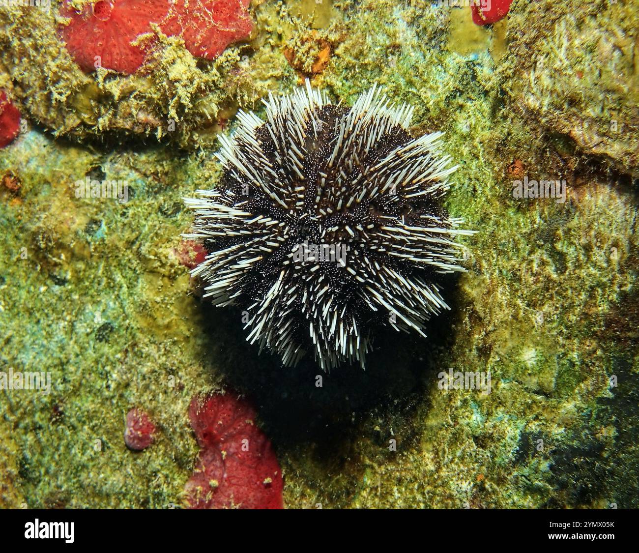 Echinoderms, Deep Sea Exploration 2025.An echinoderm is any animal of ... Echinoderms, Deep Sea Exploration 2025.An echinoderm is any animal of ...