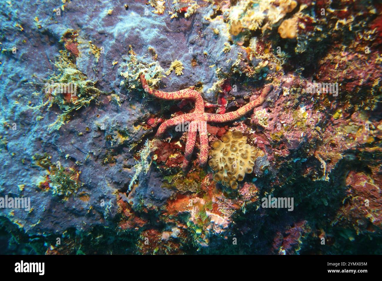 Echinoderms, Deep Sea Exploration 2025.An echinoderm is any animal of ...