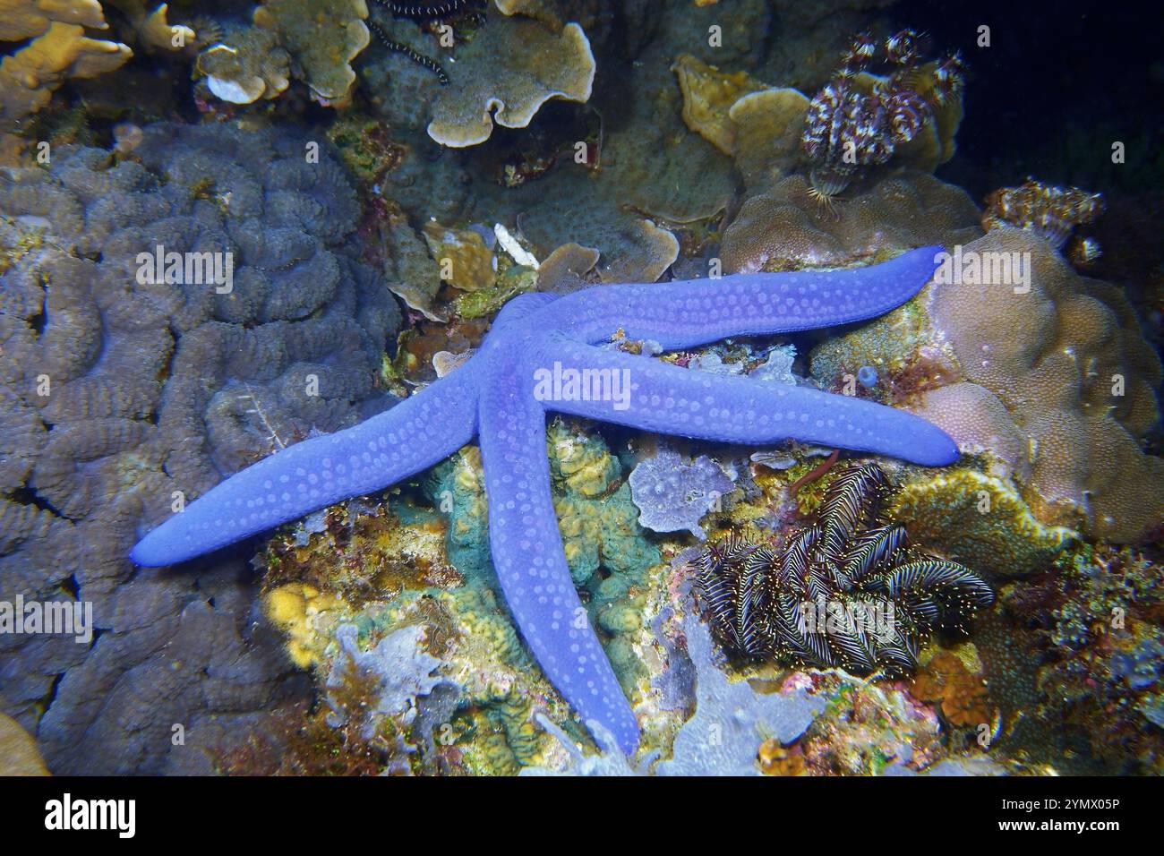 Echinoderms, Deep Sea Exploration 2025.An echinoderm is any animal of ...