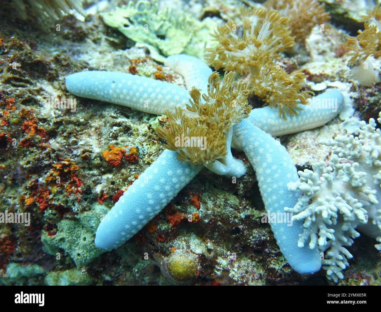 Echinoderms, Deep Sea Exploration 2025.An echinoderm is any animal of ... Echinoderms, Deep Sea Exploration 2025.An echinoderm is any animal of ...