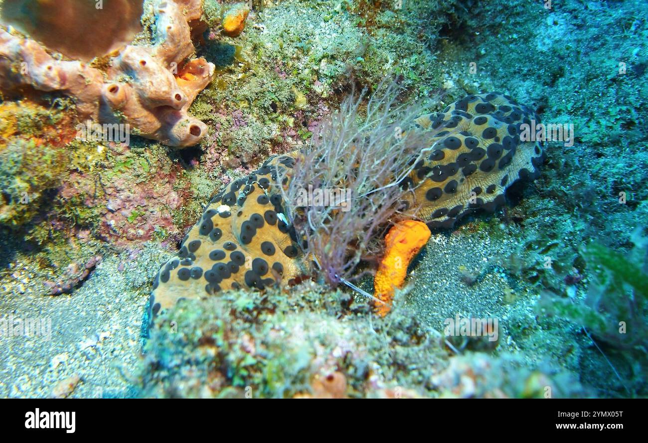 Echinoderms, Deep Sea Exploration 2025.An echinoderm is any animal of ...