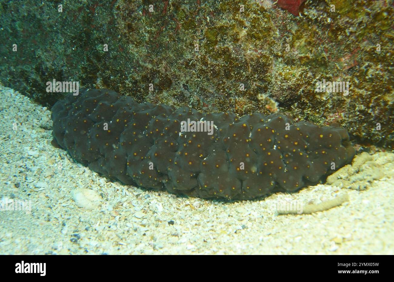 Echinoderms, Deep Sea Exploration 2025.An echinoderm is any animal of ...