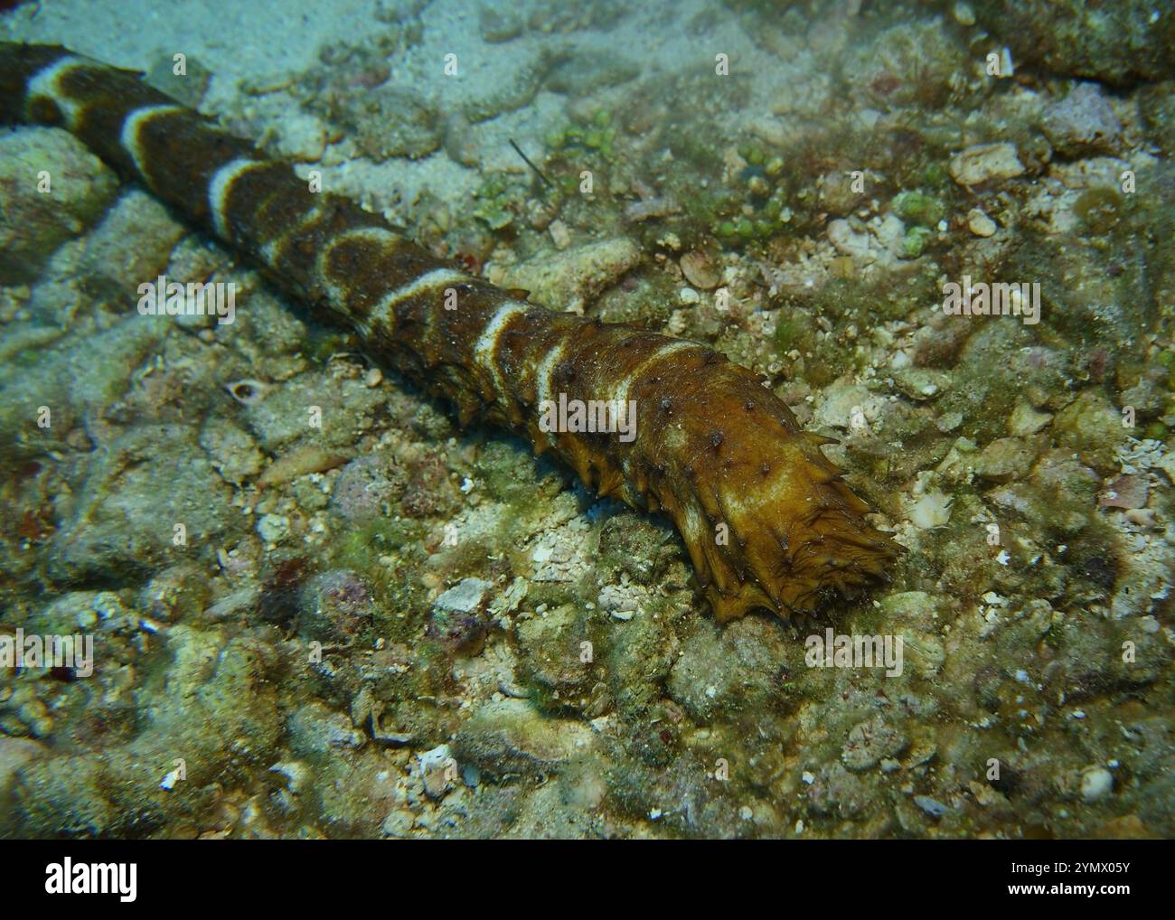 Echinoderms, Deep Sea Exploration 2025.An echinoderm is any animal of ...