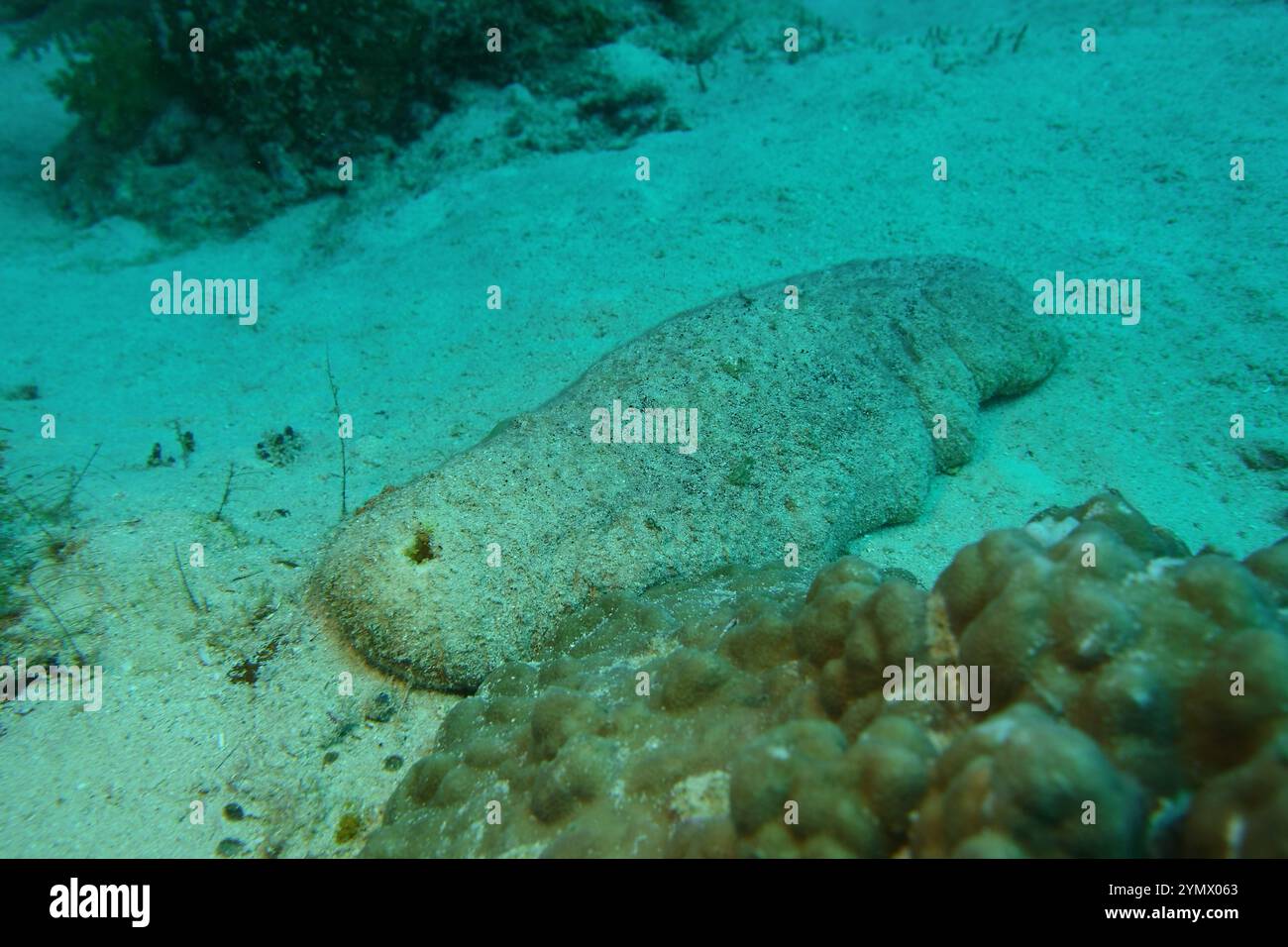 Echinoderms, Deep Sea Exploration 2025.An echinoderm is any animal of ... Echinoderms, Deep Sea Exploration 2025.An echinoderm is any animal of ...