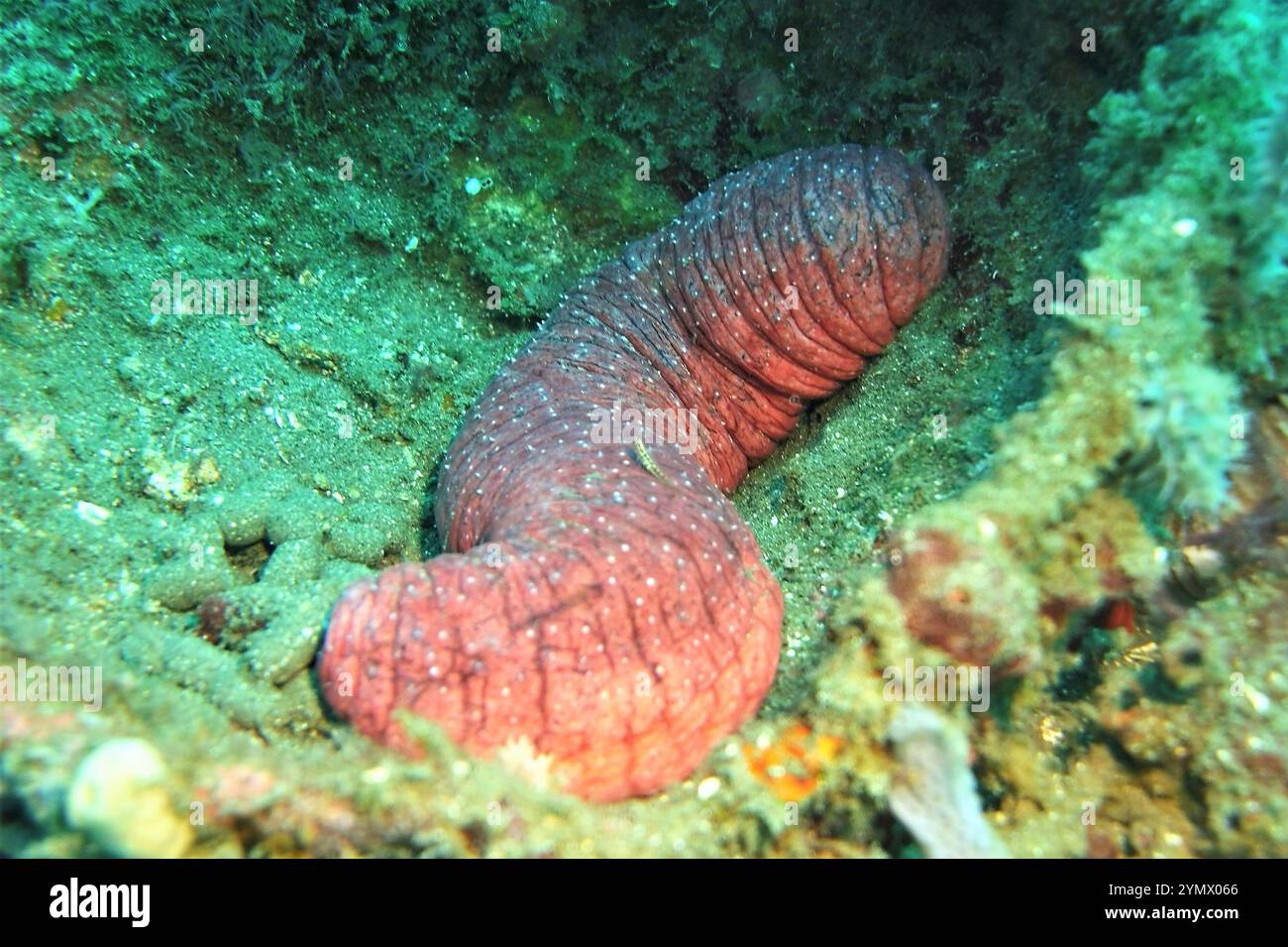 Echinoderms, Deep Sea Exploration 2025.An echinoderm is any animal of ...