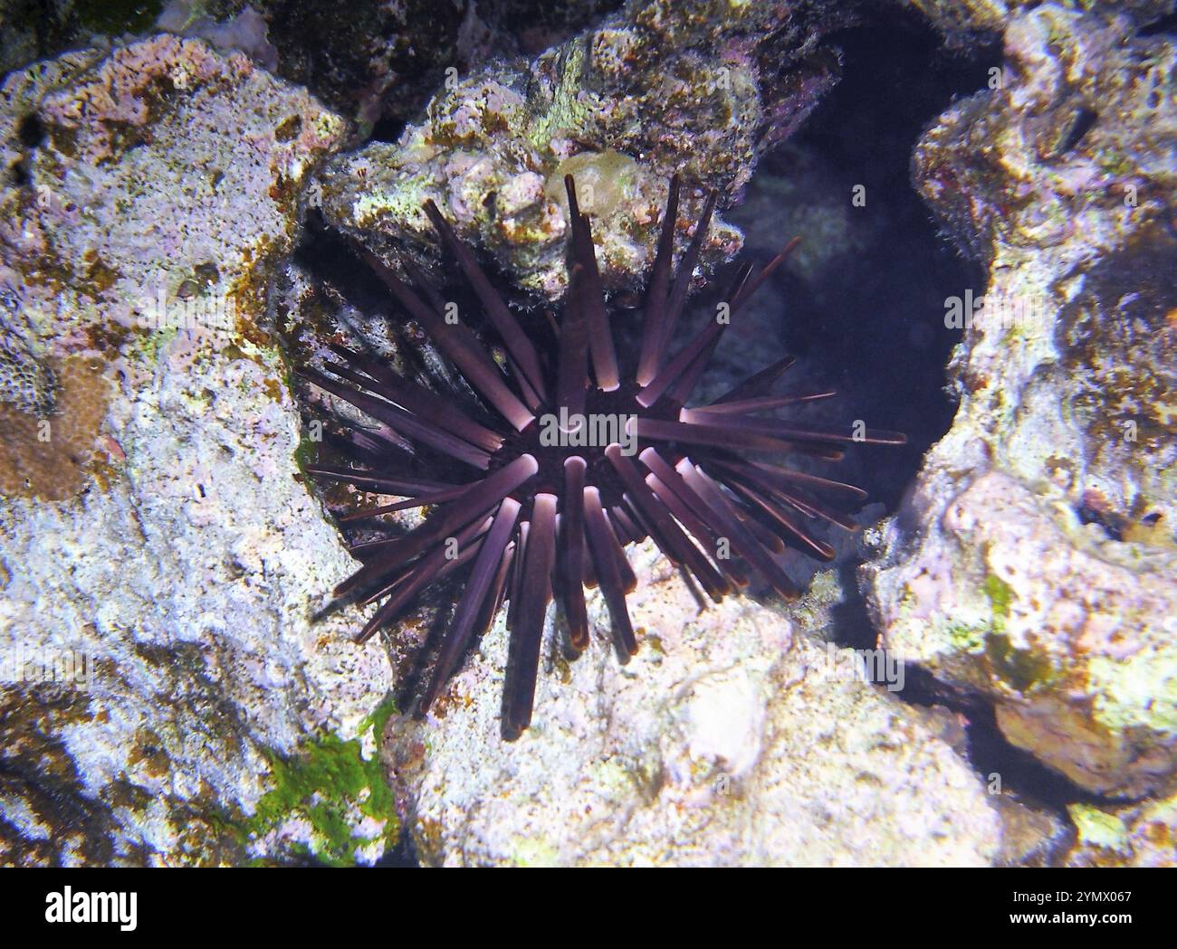 Echinoderms, Deep Sea Exploration 2025.An echinoderm is any animal of ... Echinoderms, Deep Sea Exploration 2025.An echinoderm is any animal of ...
