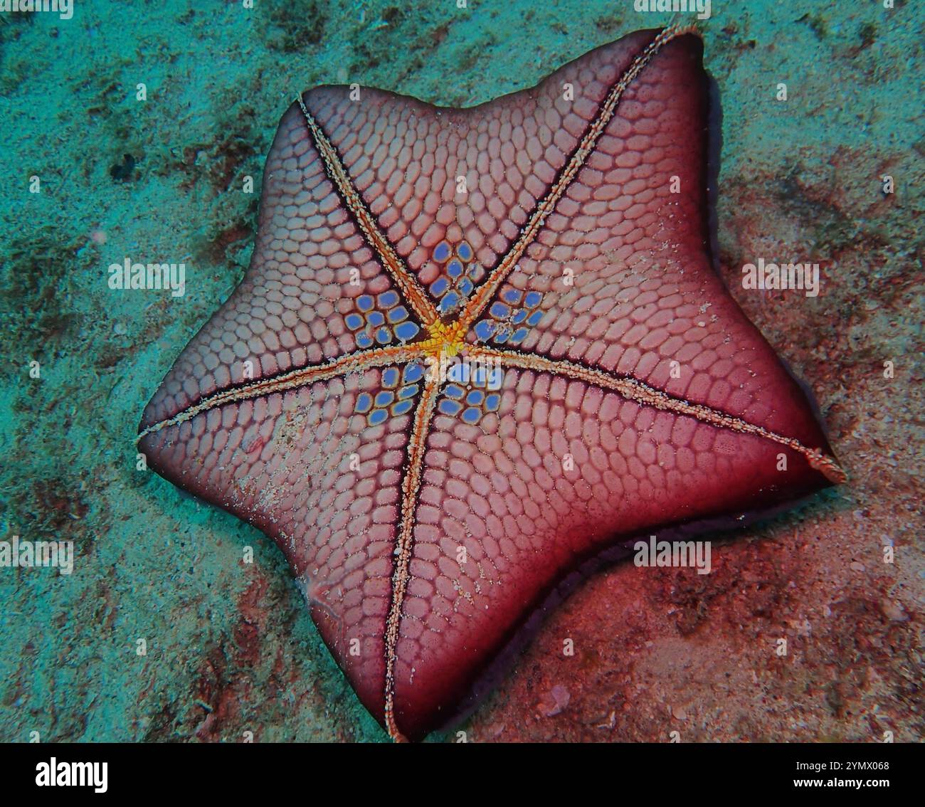 Echinoderms, Deep Sea Exploration 2025.An echinoderm is any animal of ...