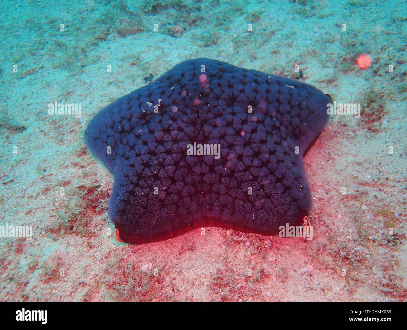 Echinoderms, Deep Sea Exploration 2025.An echinoderm is any animal of ...