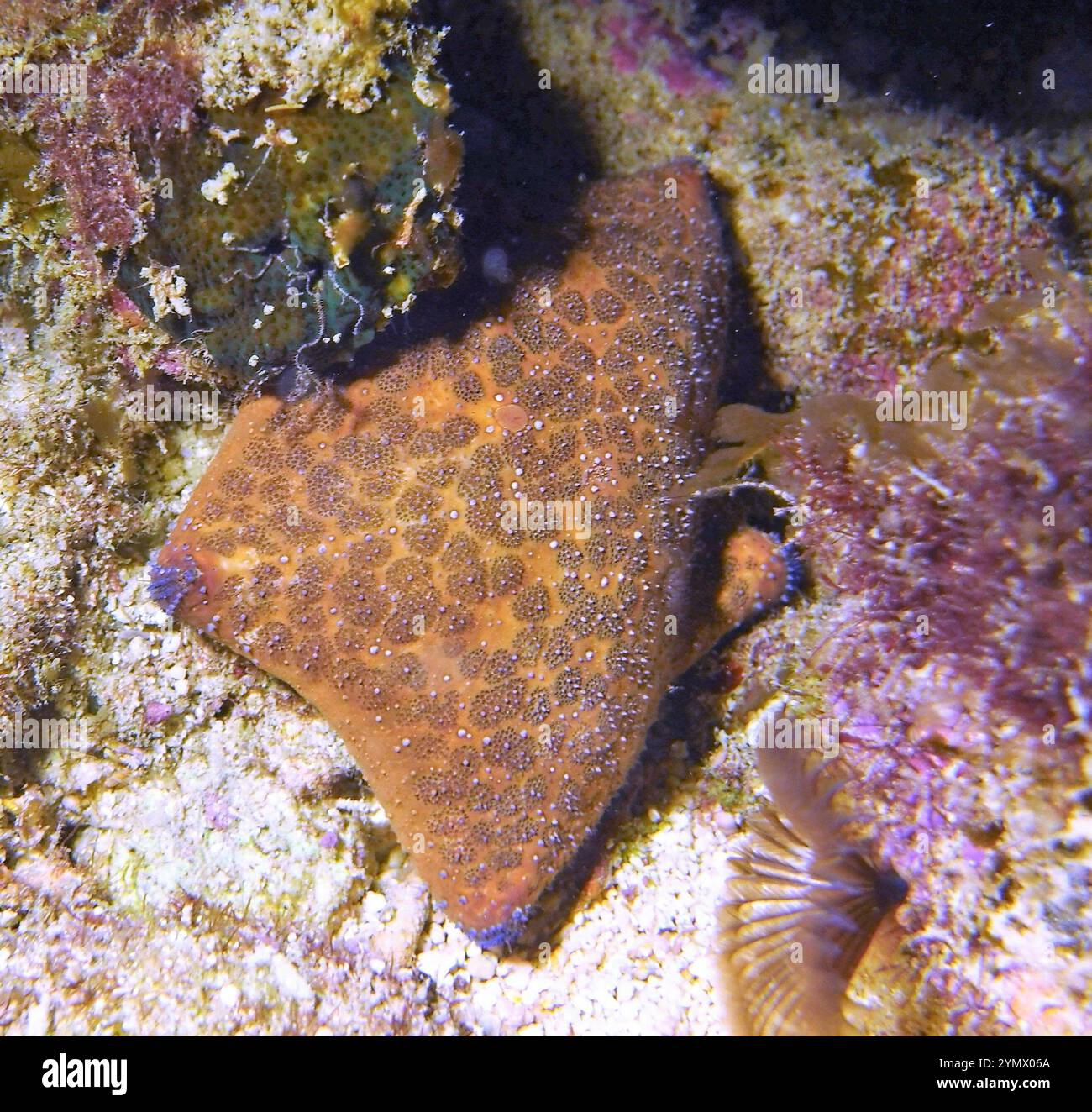 Echinoderms, Deep Sea Exploration 2025.An echinoderm is any animal of ...