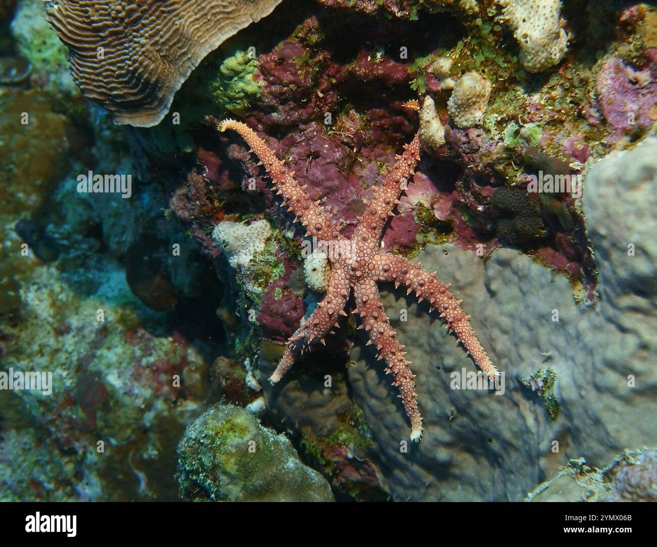 Echinoderms, Deep Sea Exploration 2025.An echinoderm is any animal of ...