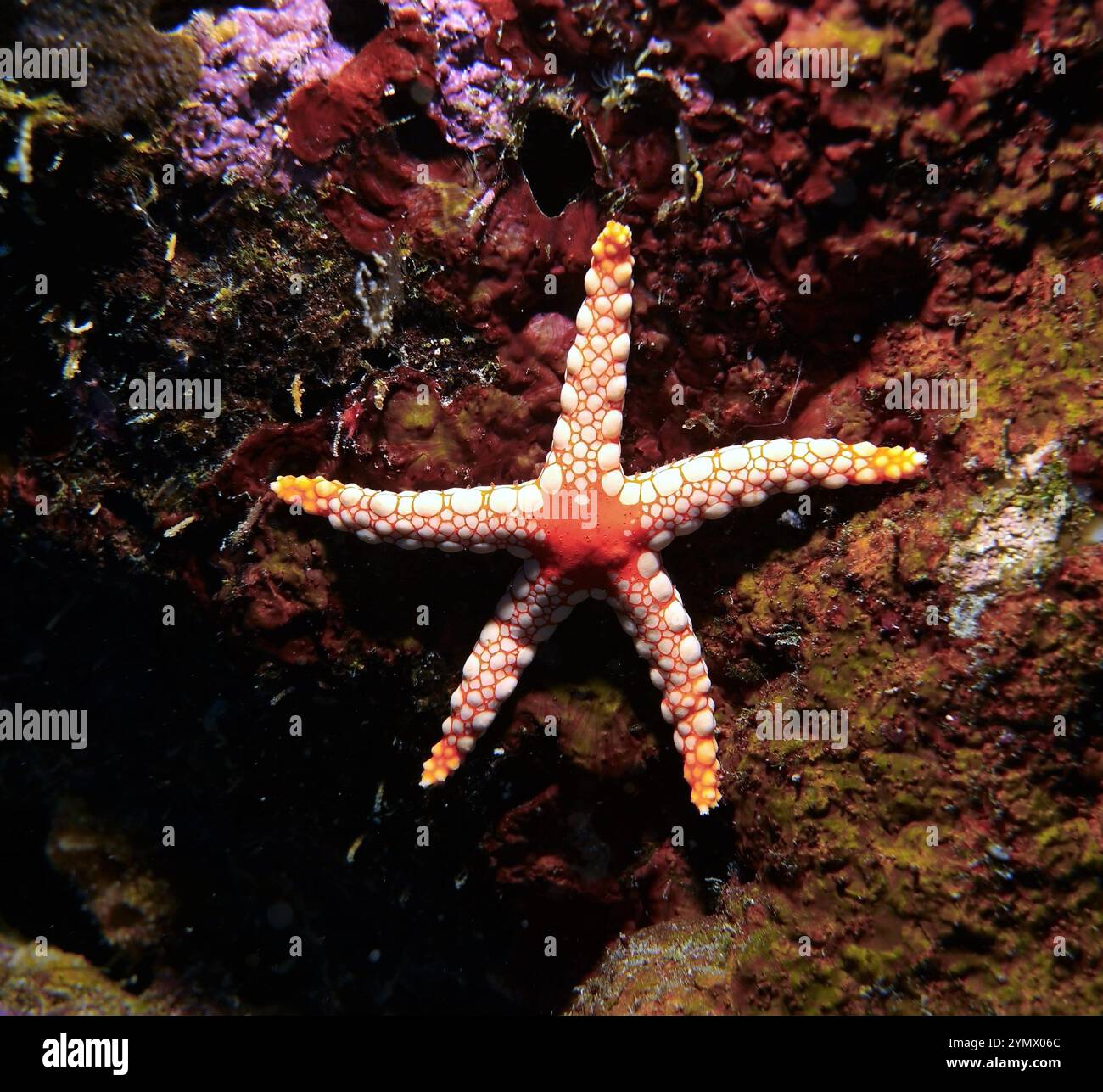 Echinoderms, Deep Sea Exploration 2025.An echinoderm is any animal of ...