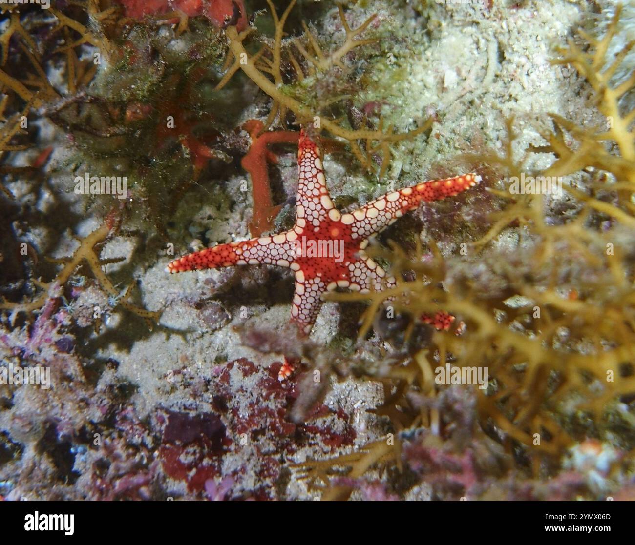 Echinoderms, Deep Sea Exploration 2025.An echinoderm is any animal of ... Echinoderms, Deep Sea Exploration 2025.An echinoderm is any animal of ...
