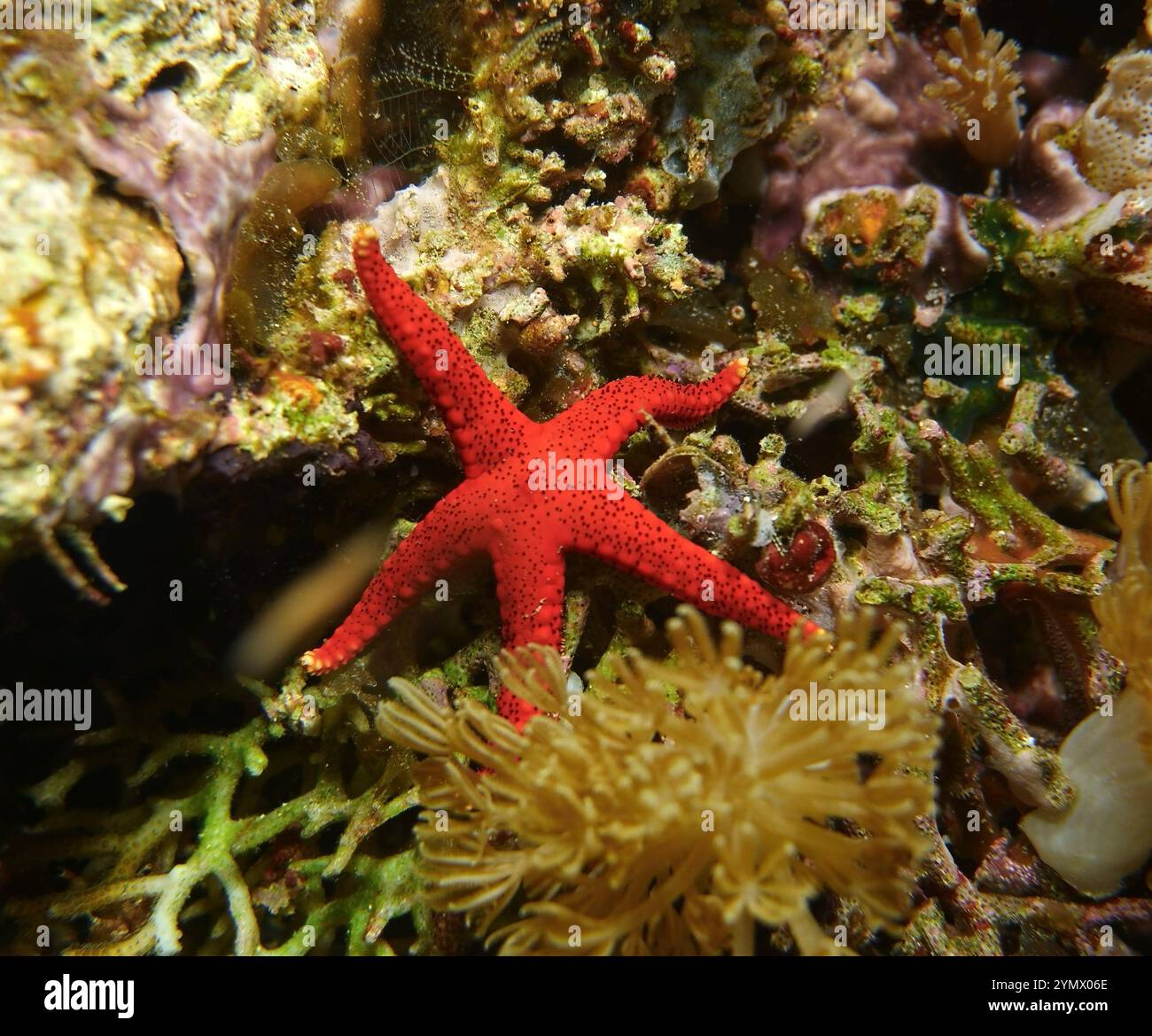 Echinoderms, Deep Sea Exploration 2025.An echinoderm is any animal of ...