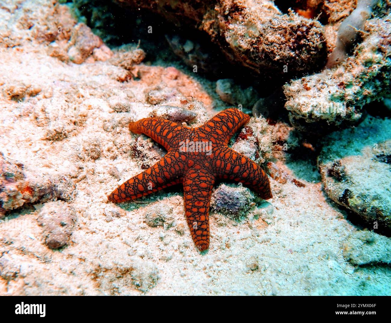 Echinoderms, Deep Sea Exploration 2025.An echinoderm is any animal of ...