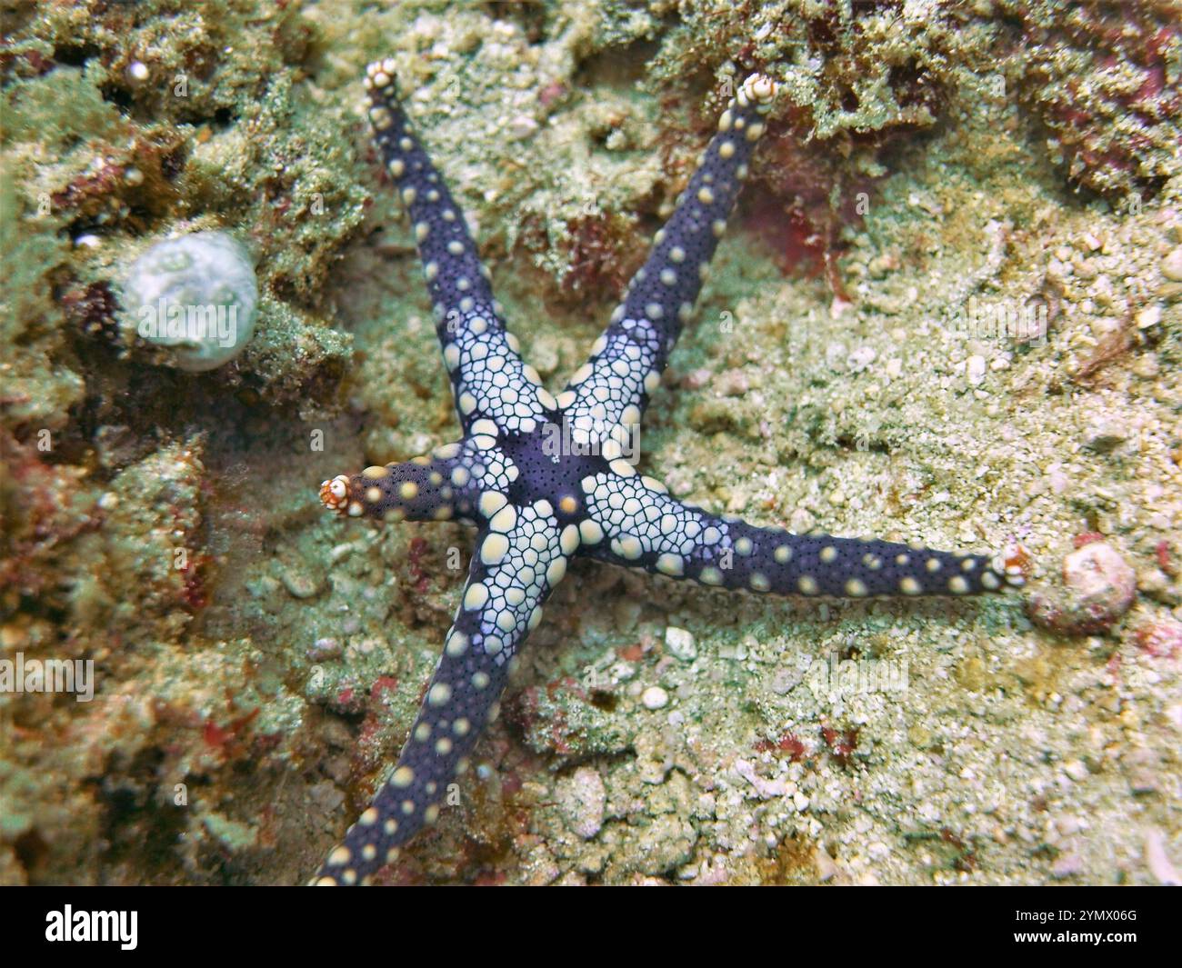 Echinoderms, Deep Sea Exploration 2025.An echinoderm is any animal of ...