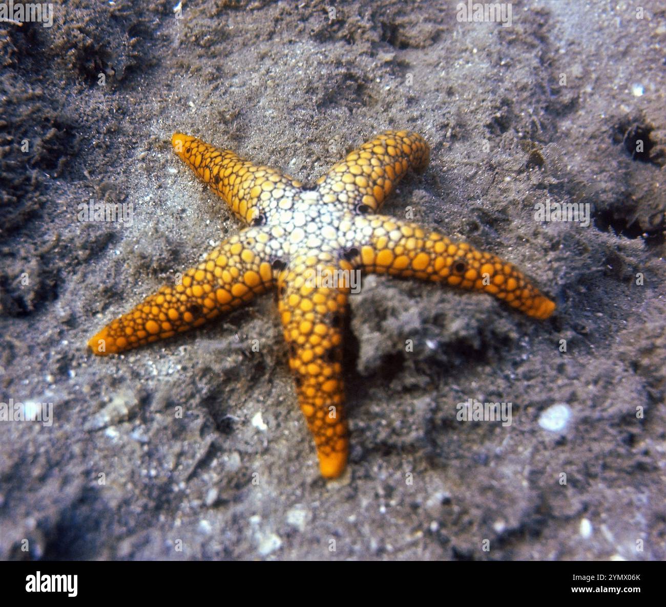 Echinoderms, Deep Sea Exploration 2025.An echinoderm is any animal of ...