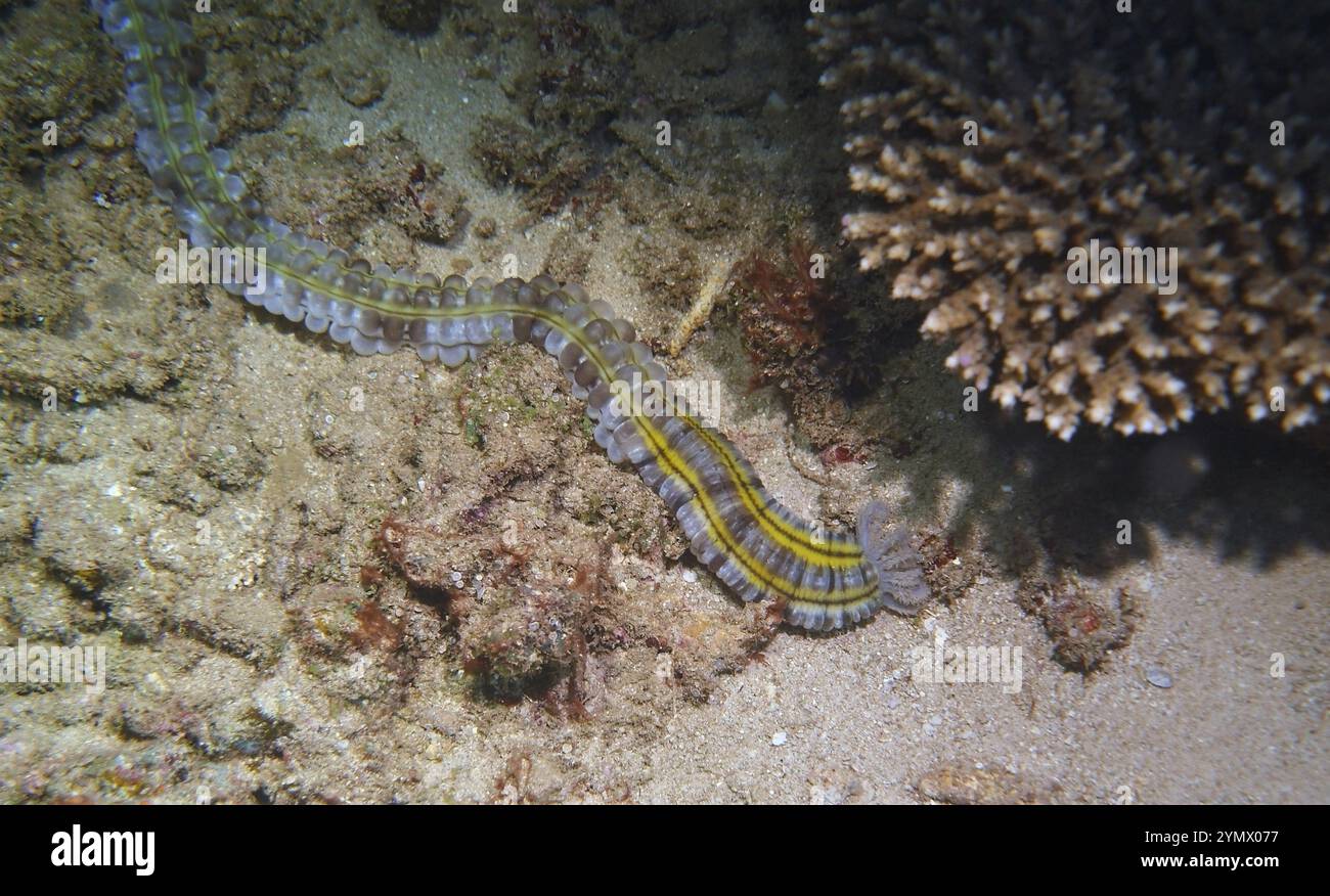 Echinoderms, Deep Sea Exploration 2025.An echinoderm is any animal of ...