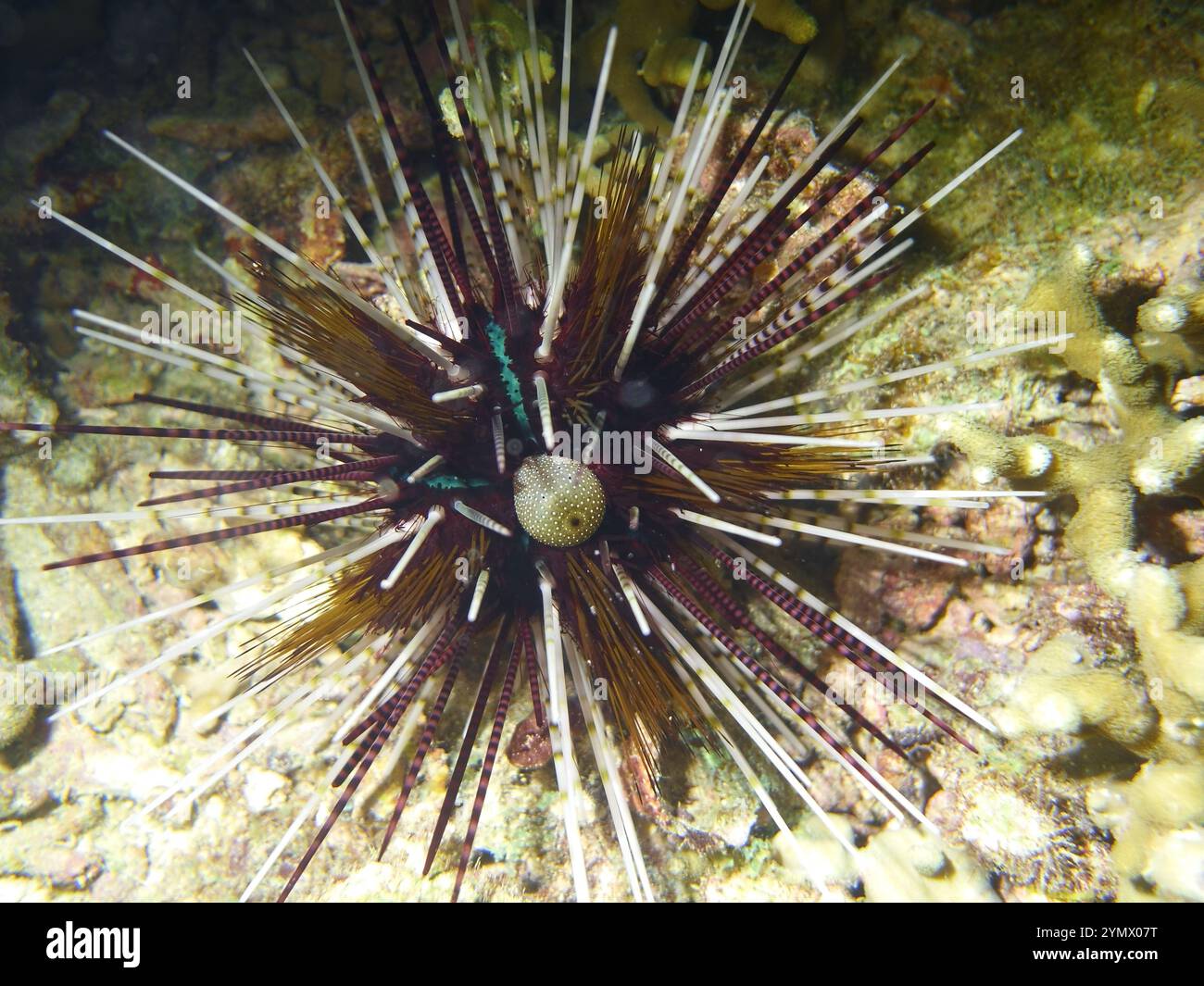 Echinoderms, Deep Sea Exploration 2025.An echinoderm is any animal of ...