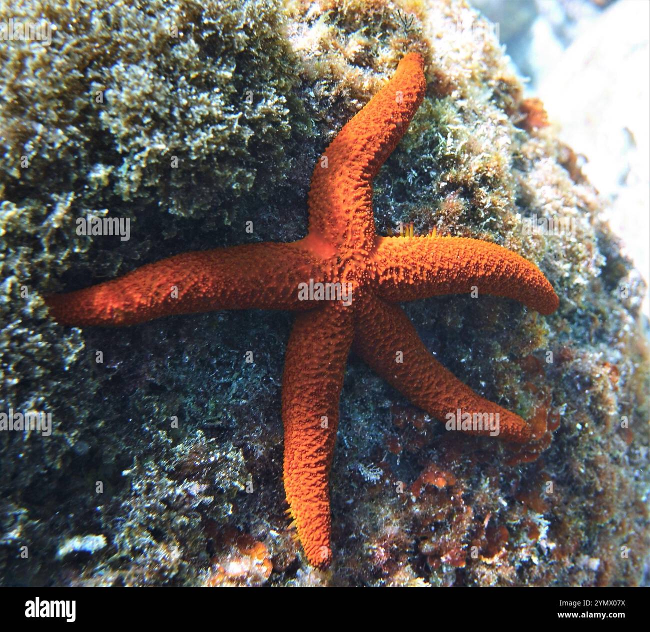 Echinoderms, Deep Sea Exploration 2025.An echinoderm is any animal of ...