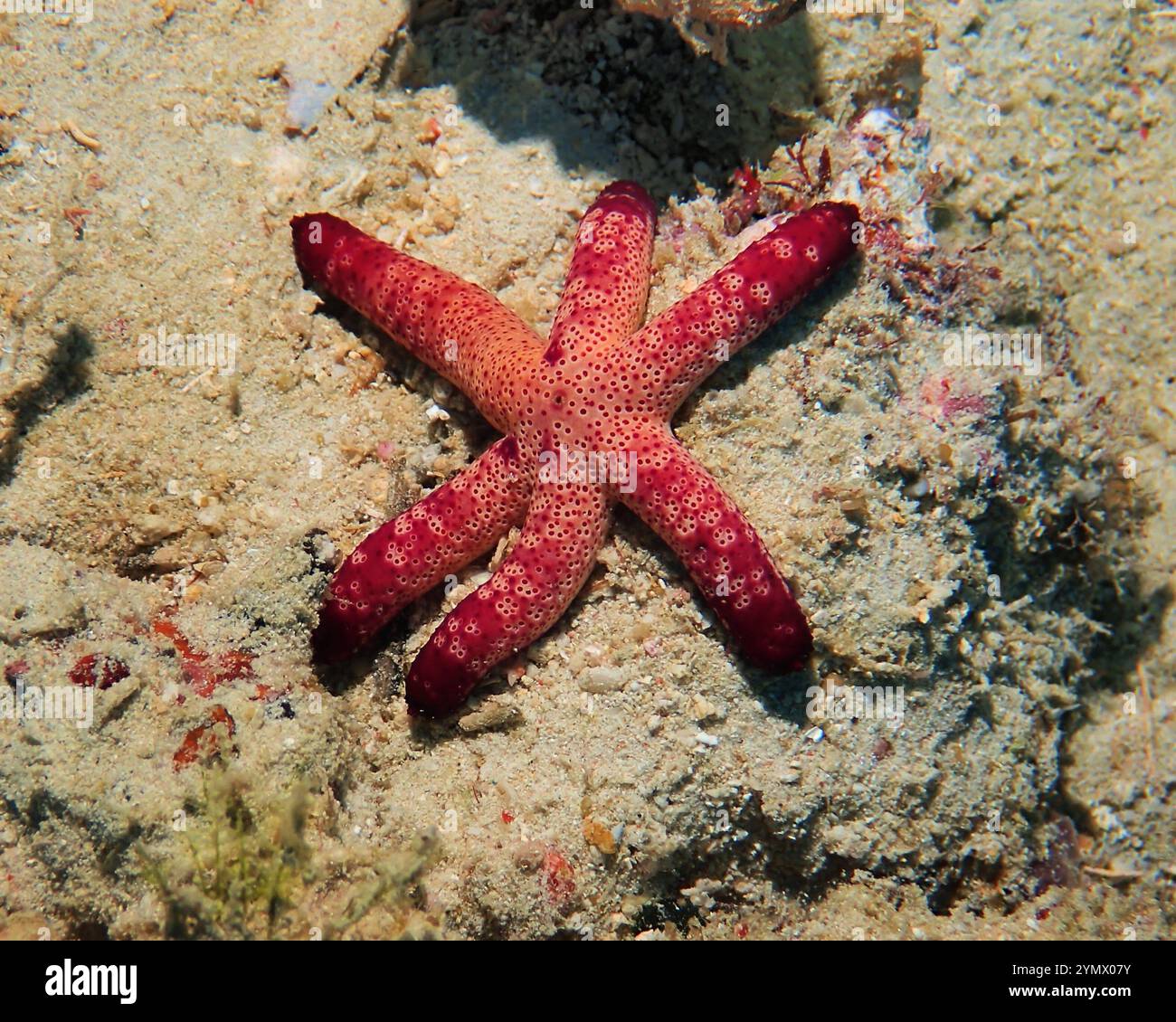 Echinoderms, Deep Sea Exploration 2025.An echinoderm is any animal of ... Echinoderms, Deep Sea Exploration 2025.An echinoderm is any animal of ...